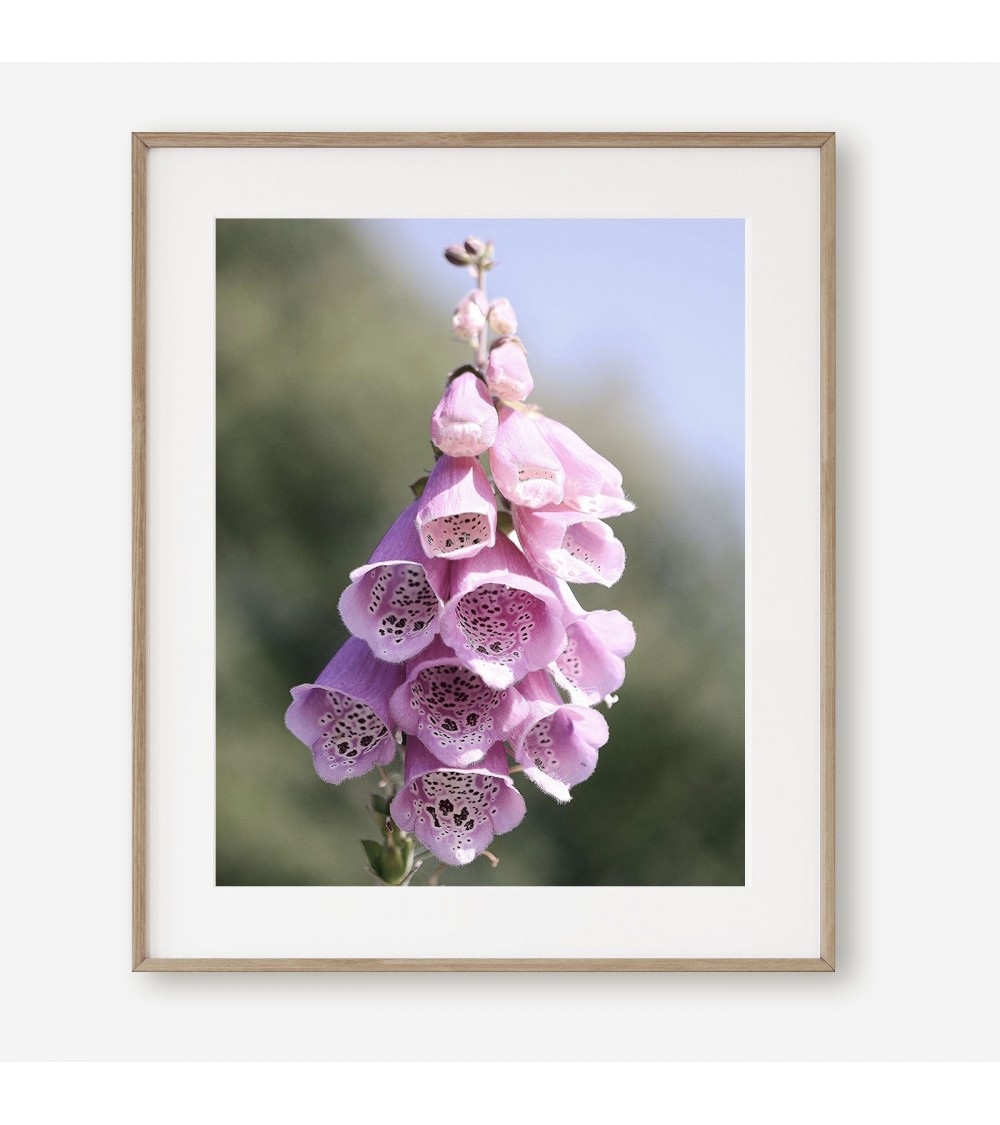 DIGITALIS ILI NAPRSTAK FOTO POSTER ZA URAMLJIVANJE (ART. P-10036)