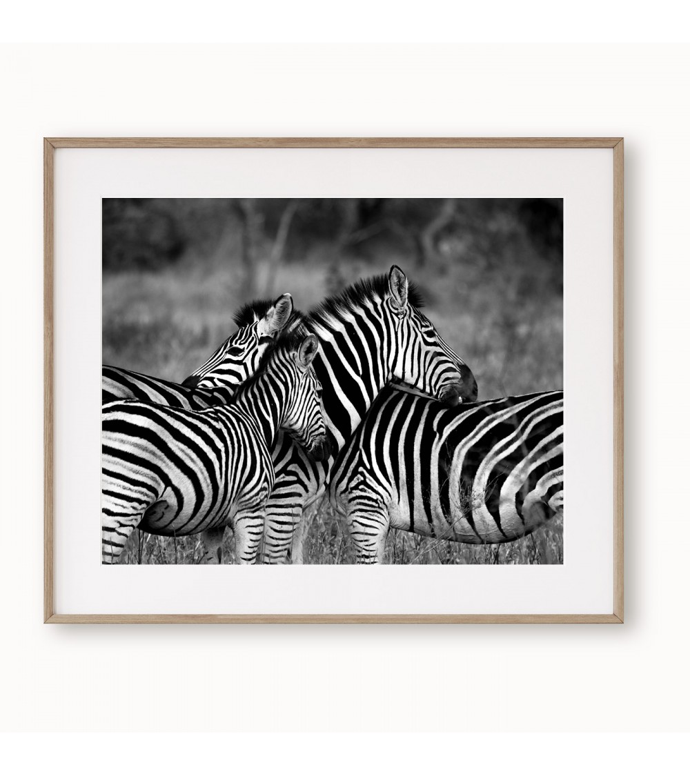 ZEBRE CRNO BELI FOTO PRINT ZA URAMLJIVANJE (ART. P-9761)