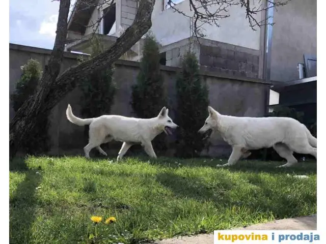 Beli Švajcarski ovčar štenci