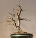 grab bonsai sadnice