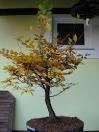 grab sadnica oko 40 cm oformljena kao bonsai