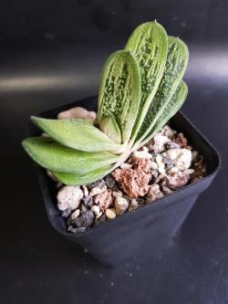 Gasteria Little Warty