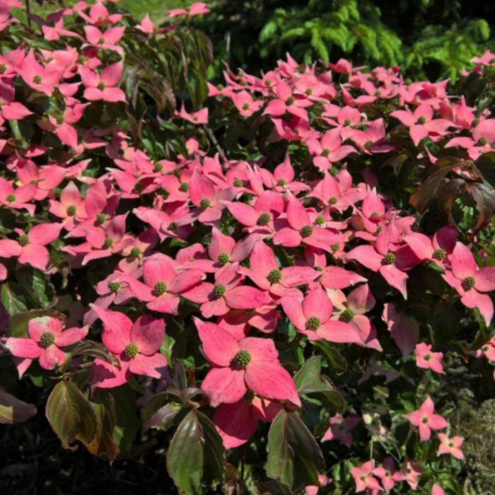 Cornus Kousa Beni Fuji - Japanski Dren