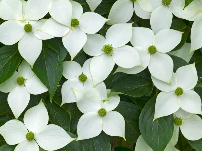 Cornus Kousa China Girl - Japanski Dren