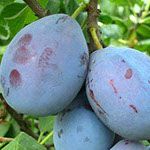 Proizvodnja i prodaja vocnih sadnica