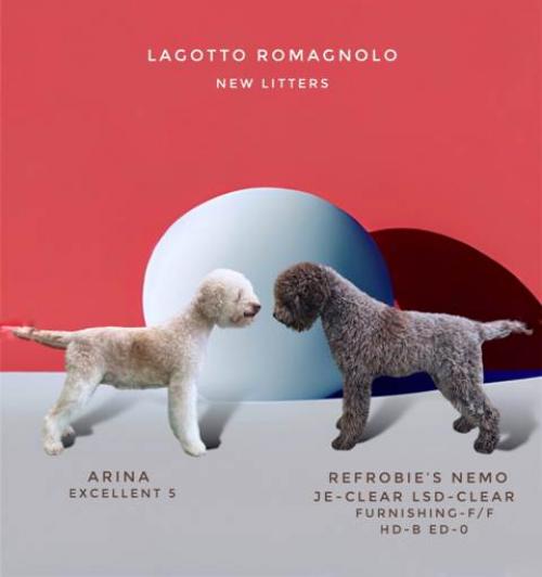 Lagotto Romagnolo štenci