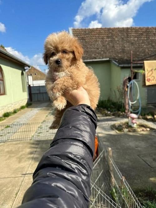 Maltipoo štenci