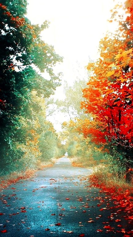 Autumn road