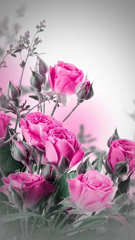 Roses pink