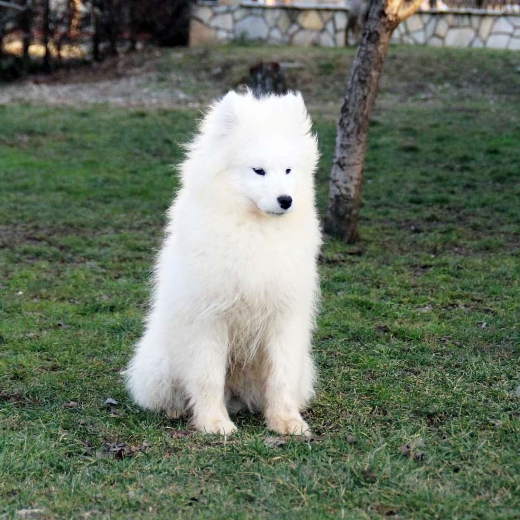 Samojed