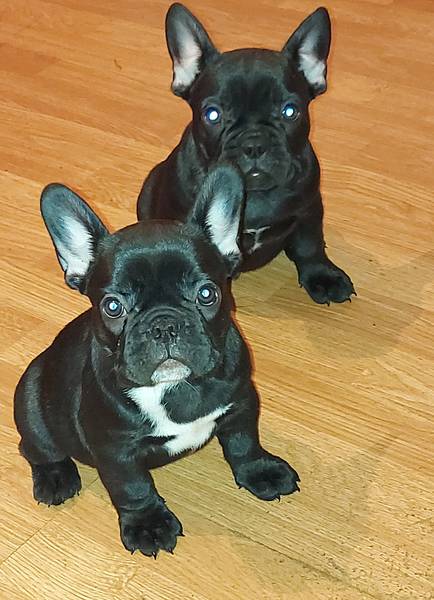 Beautiful excellent french bull puppies ready for their new and forever lovely