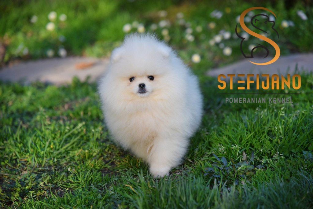 Pomeranac Boo, pomeranian