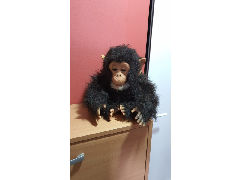Hasbro FurReal Friends Monkey Chimpanzee ( 30cm)