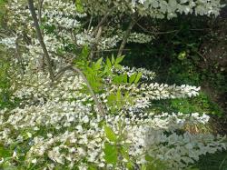 Wisteria floribunda “Alba” - bela kiša