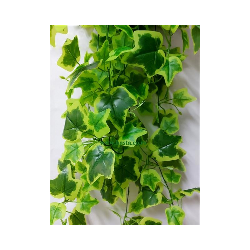 V.Puzavica Hedera Sarena 1057