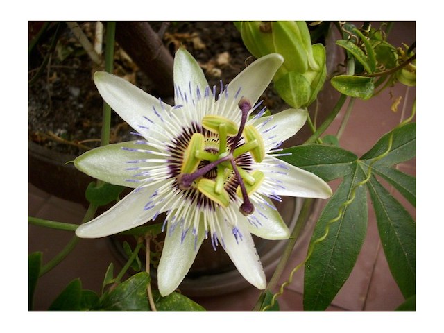 Hristov venac  - Passiflora caerulea 1.god.