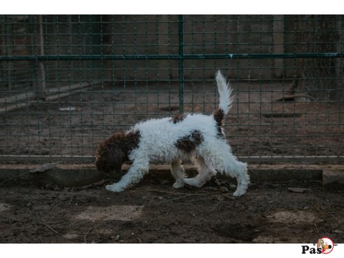 LAGOTTO ROMAGNOLO