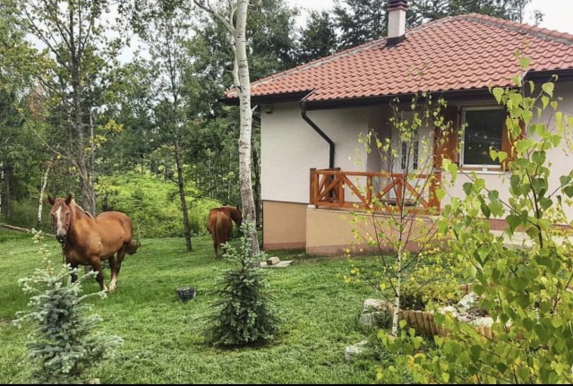 Vila, Zlatibor