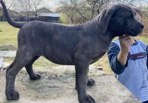 Cane Corso stenci