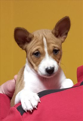 Basenji