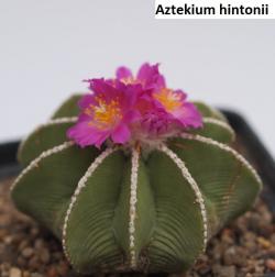 Aztekium hintonii - 10 semenki