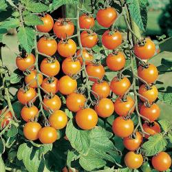 Cherry Paradajz Orange (250 semenki)