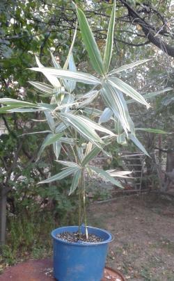 Hibanobambusa tranquillans shiroshima