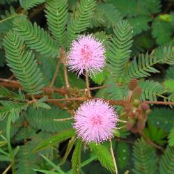 Mimosa pudica - stidljiva mimoza 10 semenki