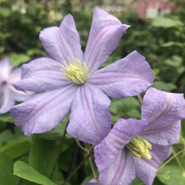 Clematis Princes Charles