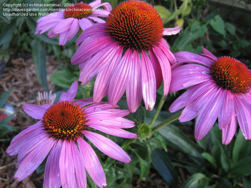 Echinacea purpurea