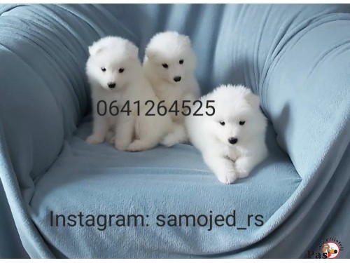 Samojed
