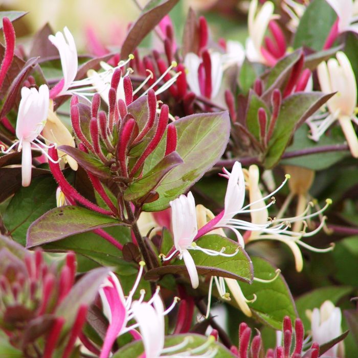 Lonicera Japonica Purpurea - Orlovi nokti