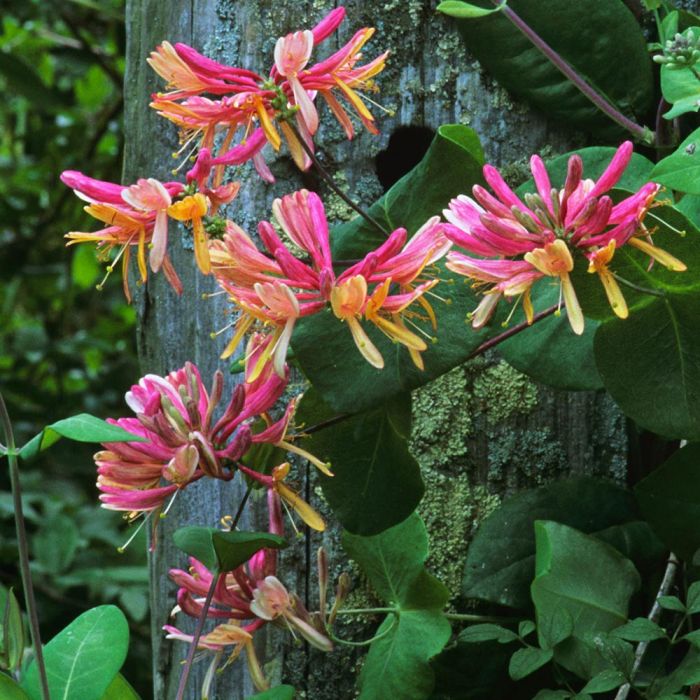 Lonicera Periclymenum Belgica - Orlovi Nokti