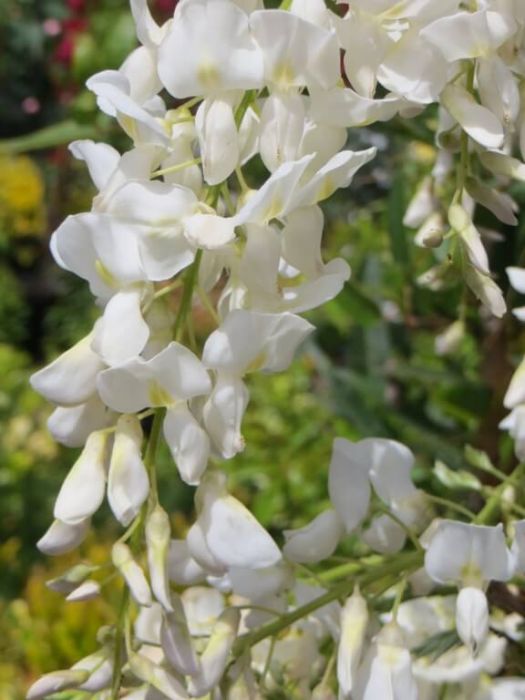 Wisteria Sinensis Texas White - Glicinija