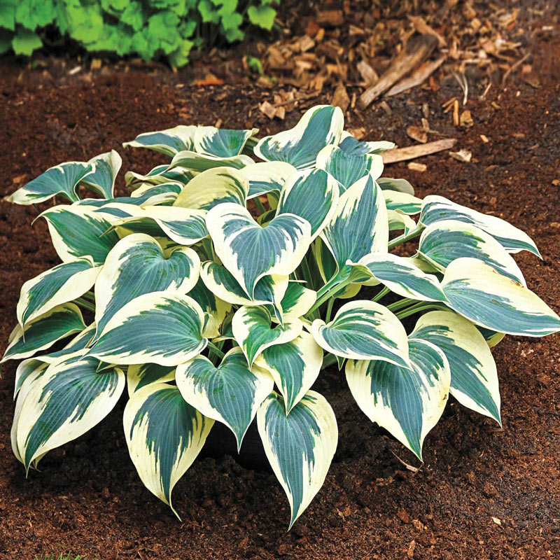 Hosta great expedition