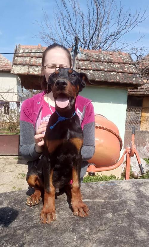 Doberman štenci