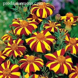 Seme Meksicka Kadifa (Tagetes erecta)…