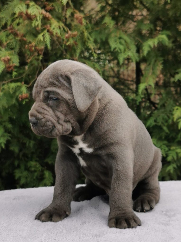 Kane korso Cane Corso PREPORUKA