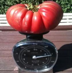 Džinovski paradajz Brutus od 1kg! (150 semenki)