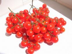 Paradajz cherry Riesentraube (200 semenki)