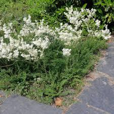 Filipendula vulgaris