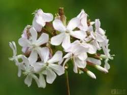 saponaria officinalis (SAPUNJAČA)