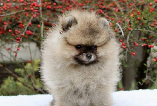 Pomeranac