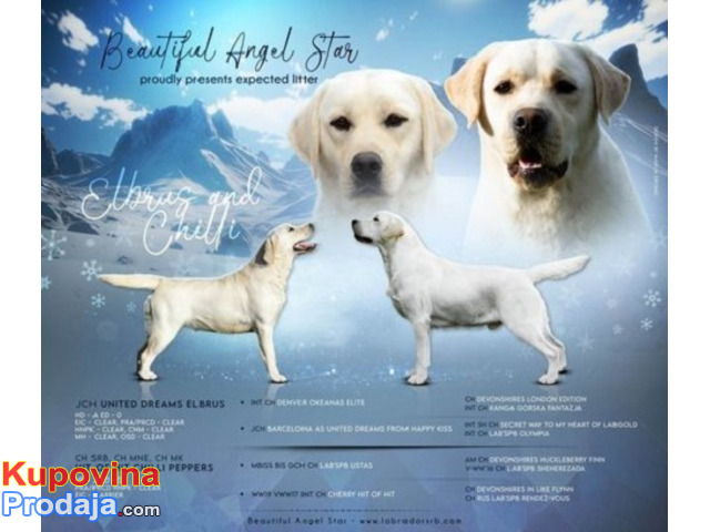 Labrador retriver