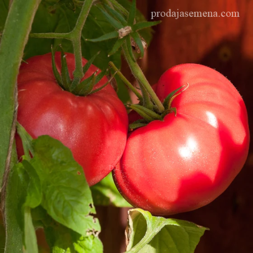 Tomato Pink Homestead -Neverovatno ukusan,mesnat,krupan paradajz.