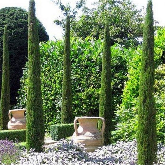 Cupressus Sempervirens Totem - Italijanski Čempres