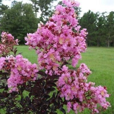 Lagerstroemia Indica Black Diamond Shell Pink - Indijski Jorgovan