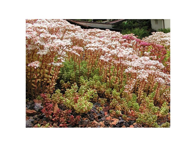 Sedum album