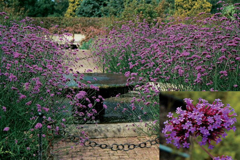 Verbena bonariensis