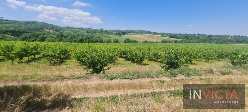 Poljoprivredno zemljište, plantaža - Sr.Karlovci